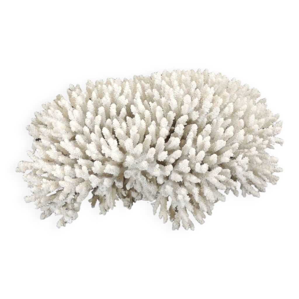Grand corail blanc de mer | Selency