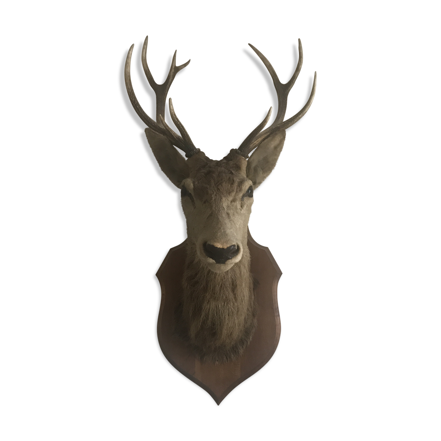 Vodka Tete De Cerf , Jägermeister : de la forêt allemande aux boîtes de ...