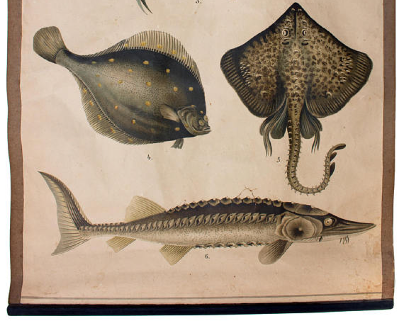 Educational poster, fish, lithograph, 1914 | Selency