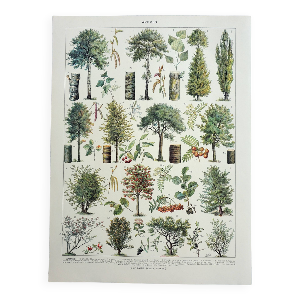 Old engraving 1928, Trees 1, bark, trunk, leaves • Lithograph, Original ...