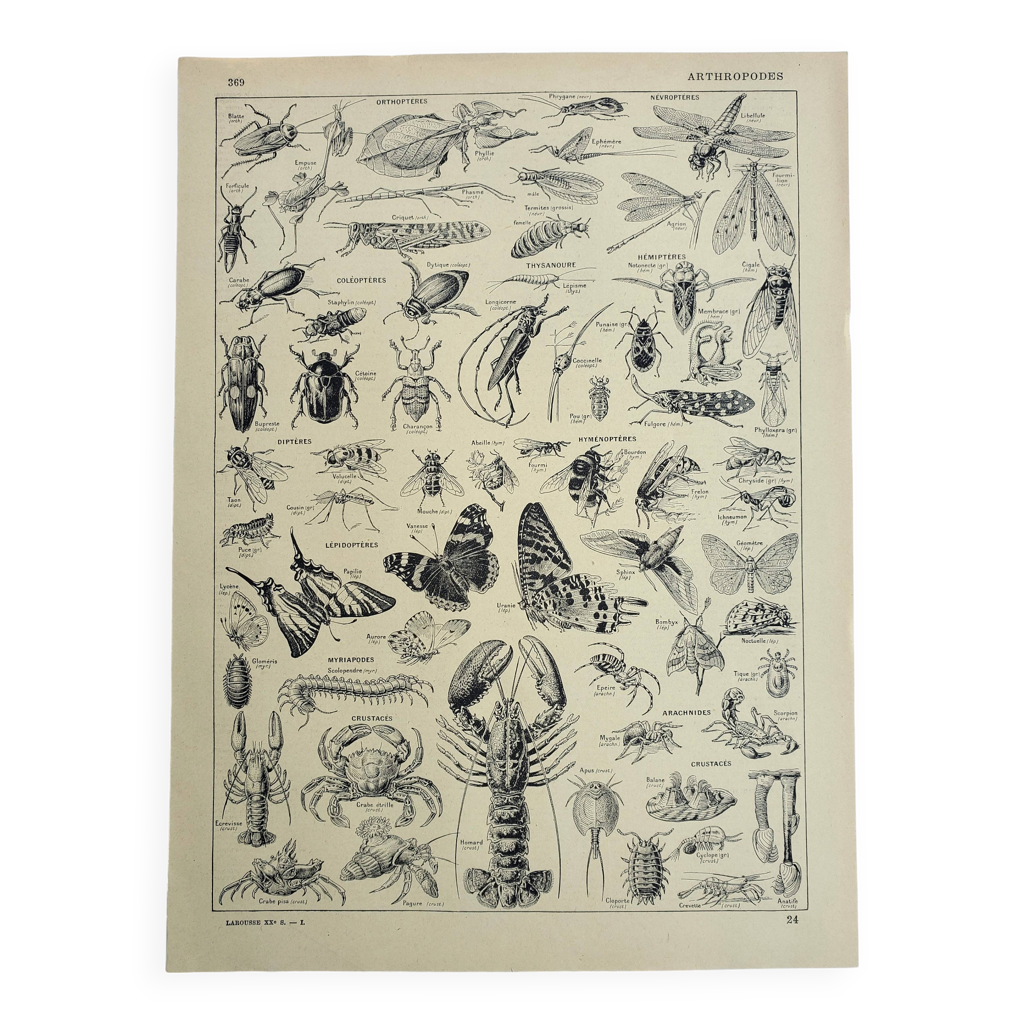 Gravure ancienne 1928, Athropodes, insecte, crustacé, papillon ...