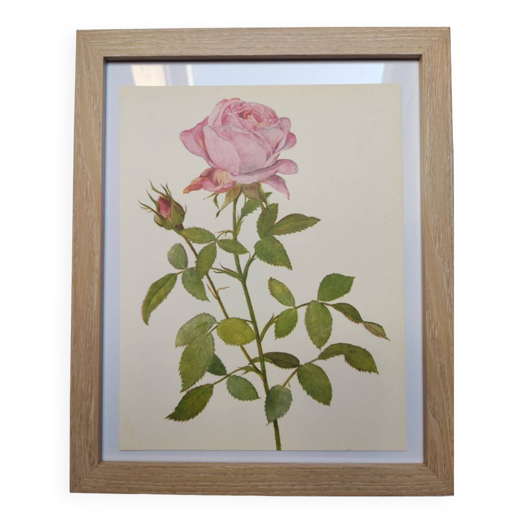 Planche botanique de 1968 Illustration botanique de rose ... Planche botanique de 1968 Illustration botanique de rose ...