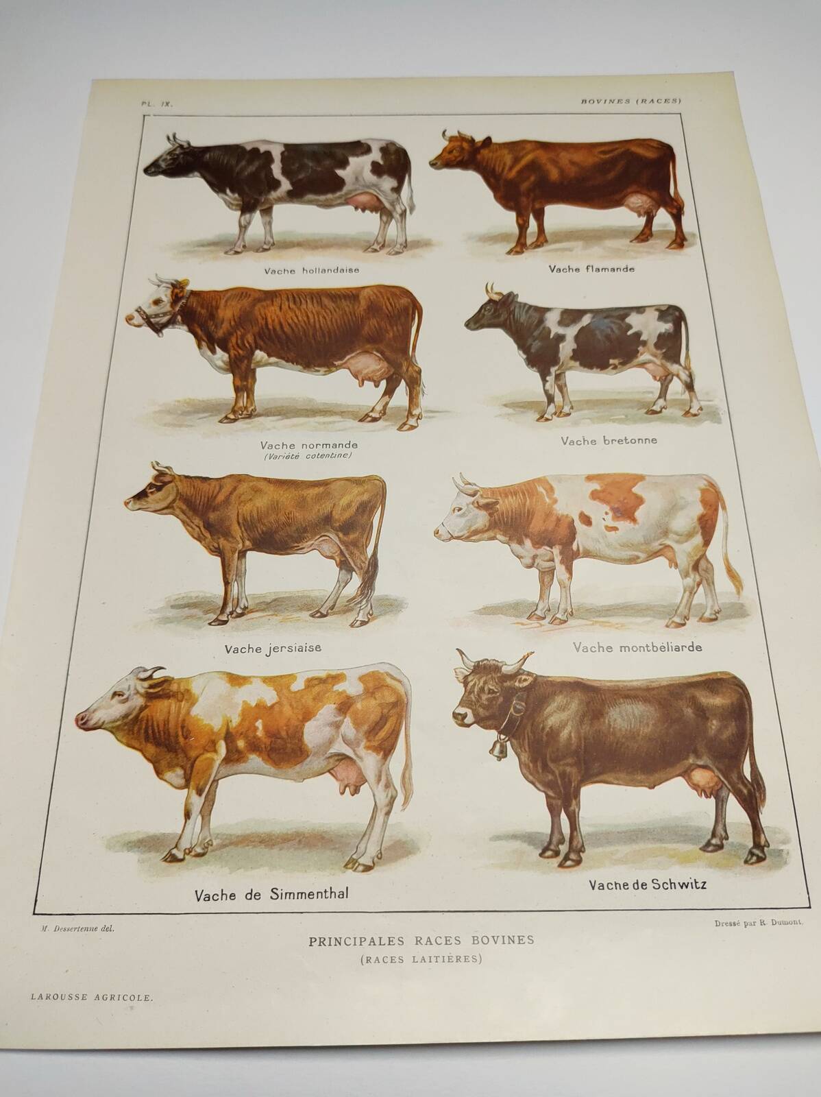 Gravure Originale de 1922 - Vache et Bovin - Planche zoologique ...