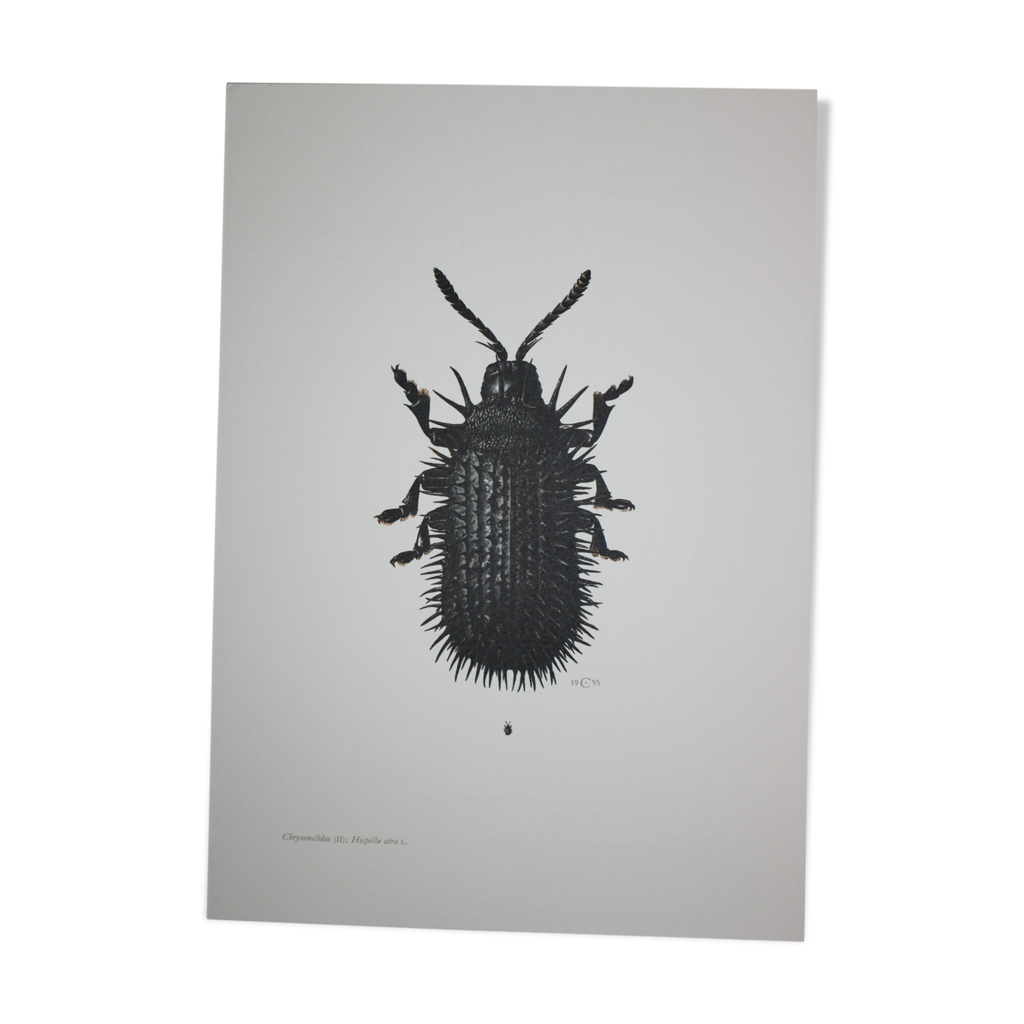 Planche originale pédagogique entomologie hispe noire 1961 insecte ...
