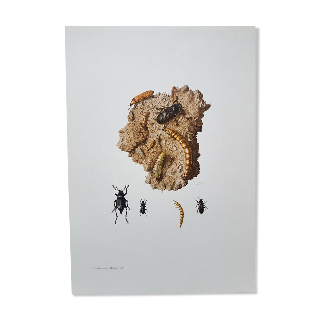 Planche insecte coléoptères | Selency