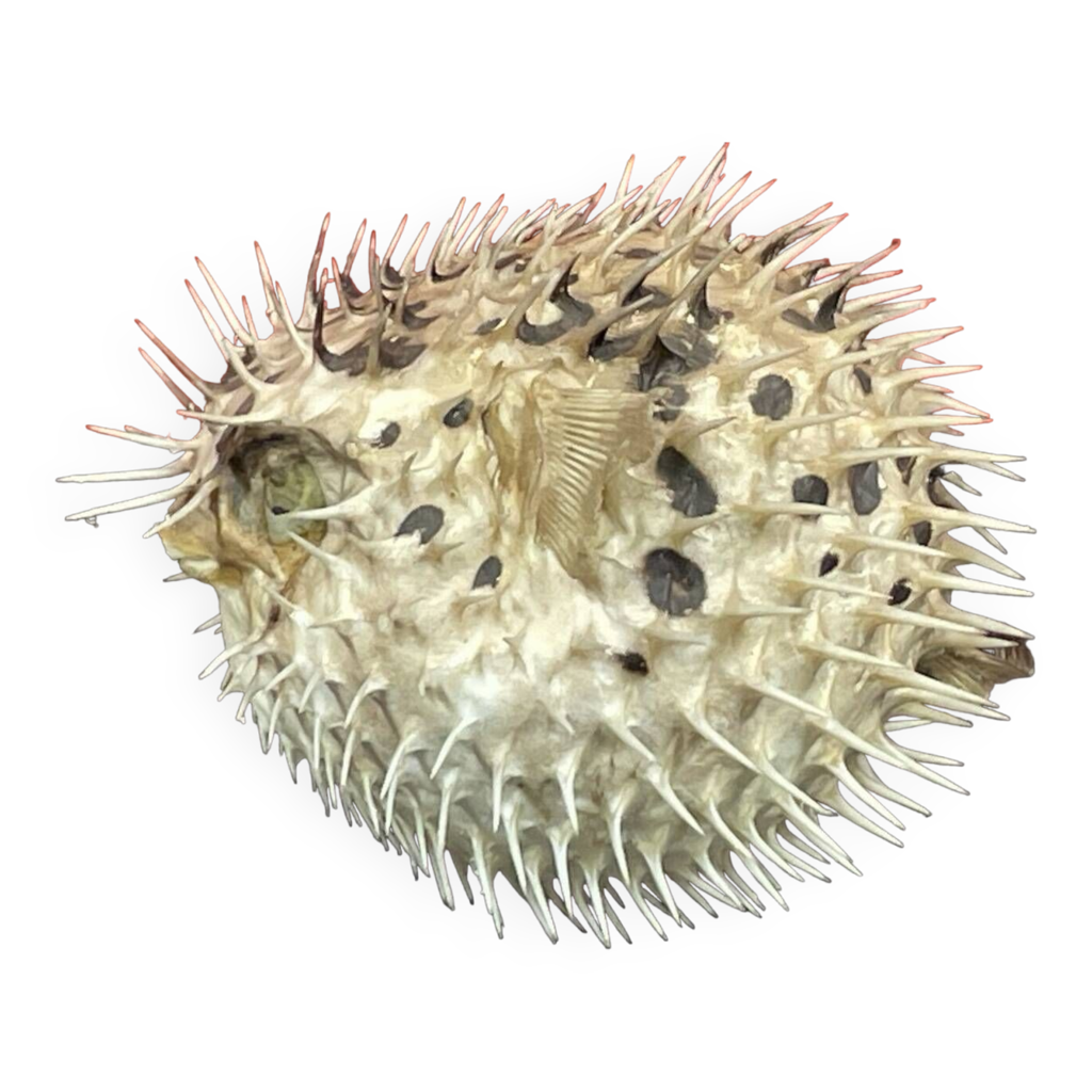 Cabinet de curiosité, Poisson hérisson Diodon , hérisson de mer | Selency