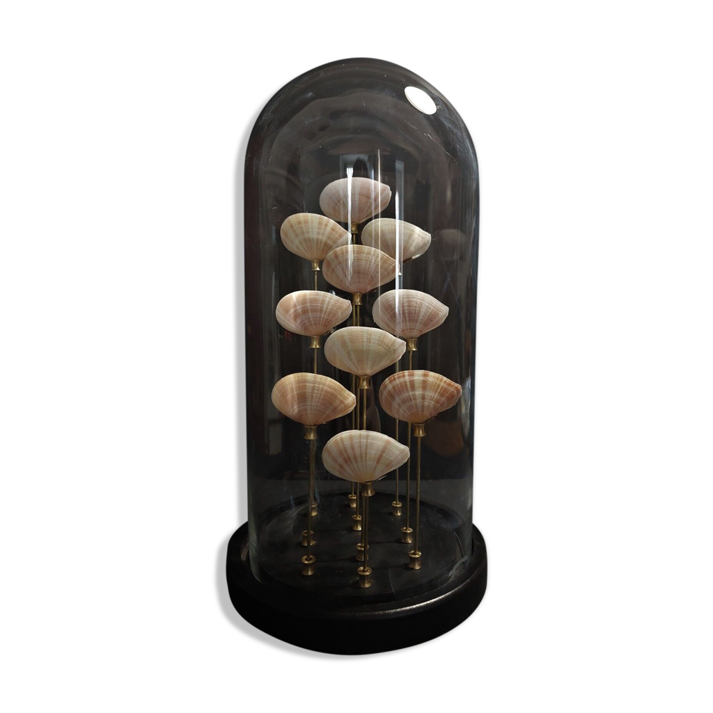 Cabinet de curiosités globe aux coquillages angulus tenuis | Selency