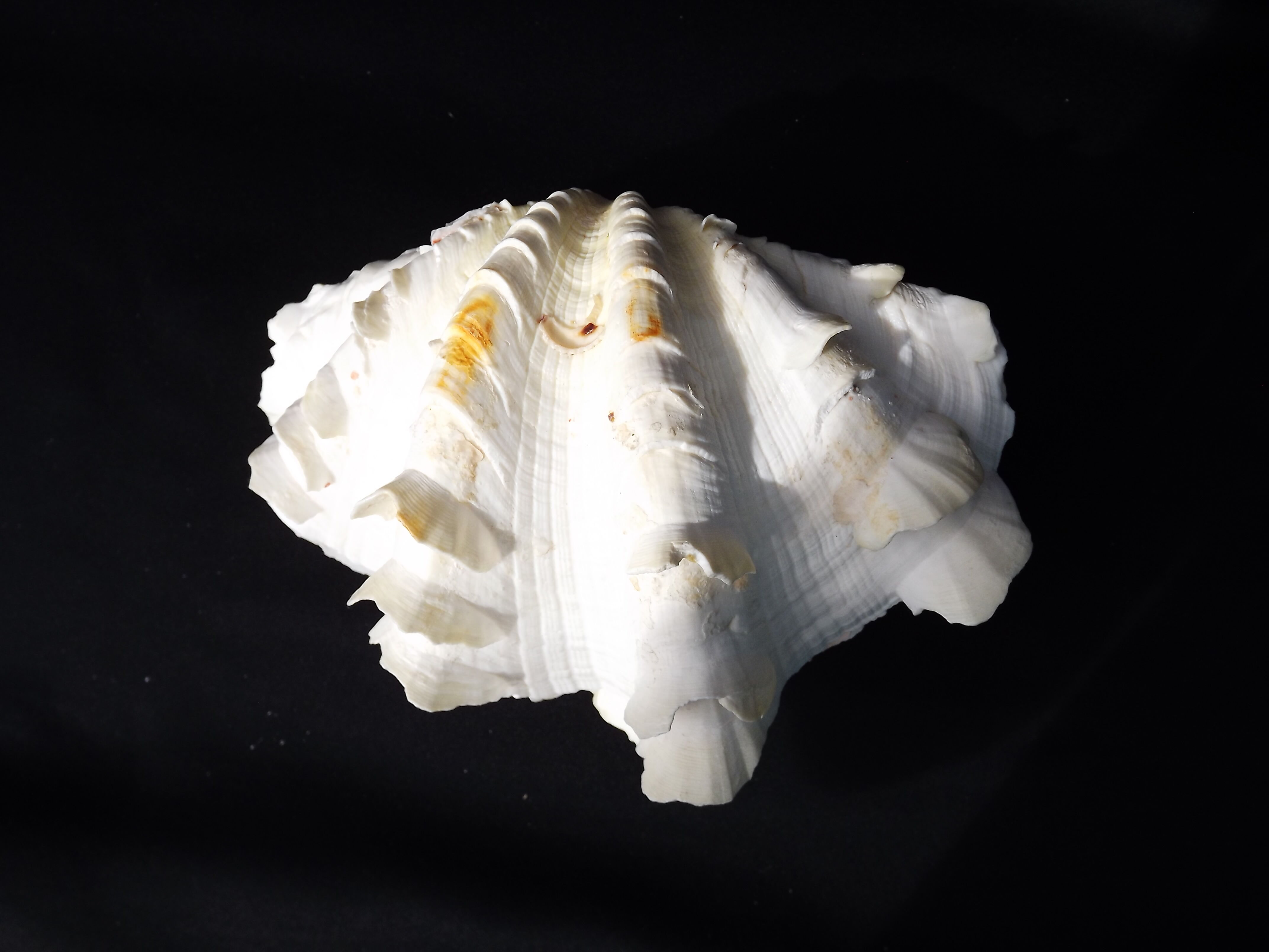 Tridacne Bénitier géant xx -ème | Selency