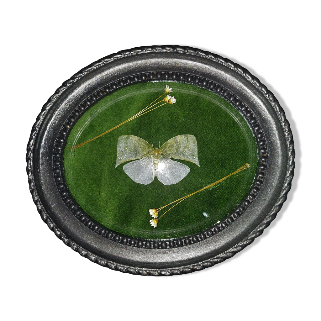Oval frame with fulgor colobesthes falcata | Selency